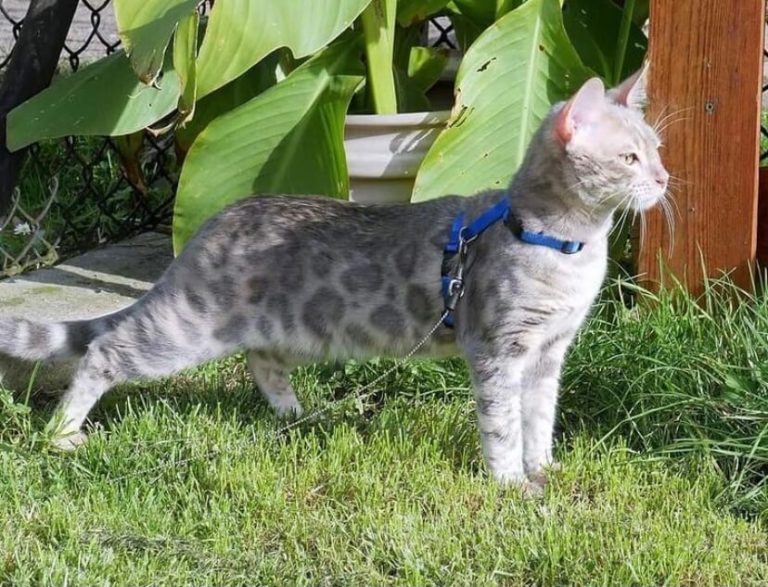 Blue Bengal Cat: Appearance, History & More | Bengal Cat Republic
